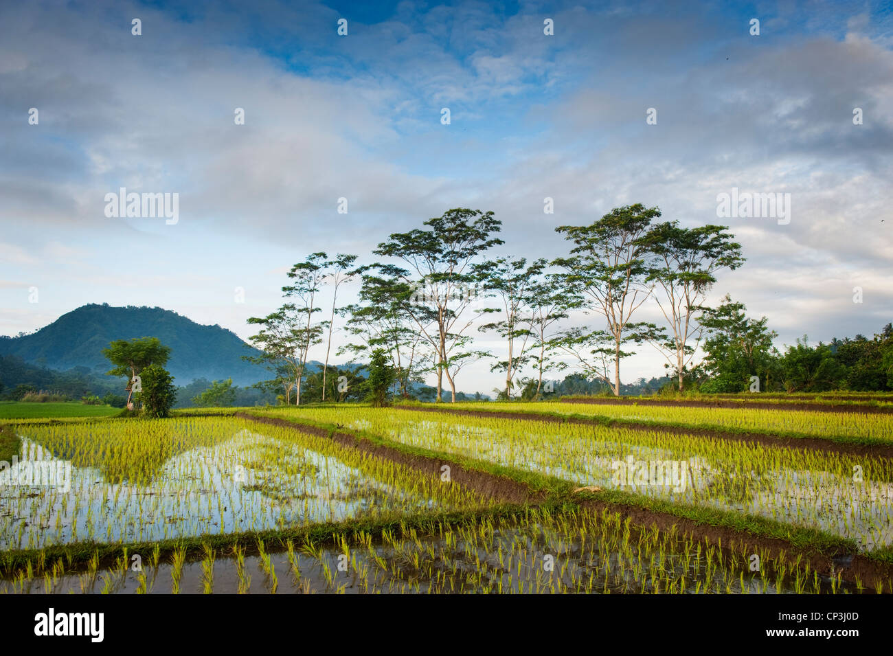 The beautiful rice fields of the Sidemen Valley in eastern Bali ...