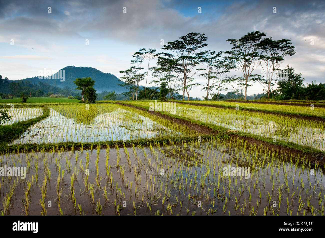 The beautiful rice fields of the Sidemen Valley in eastern Bali ...