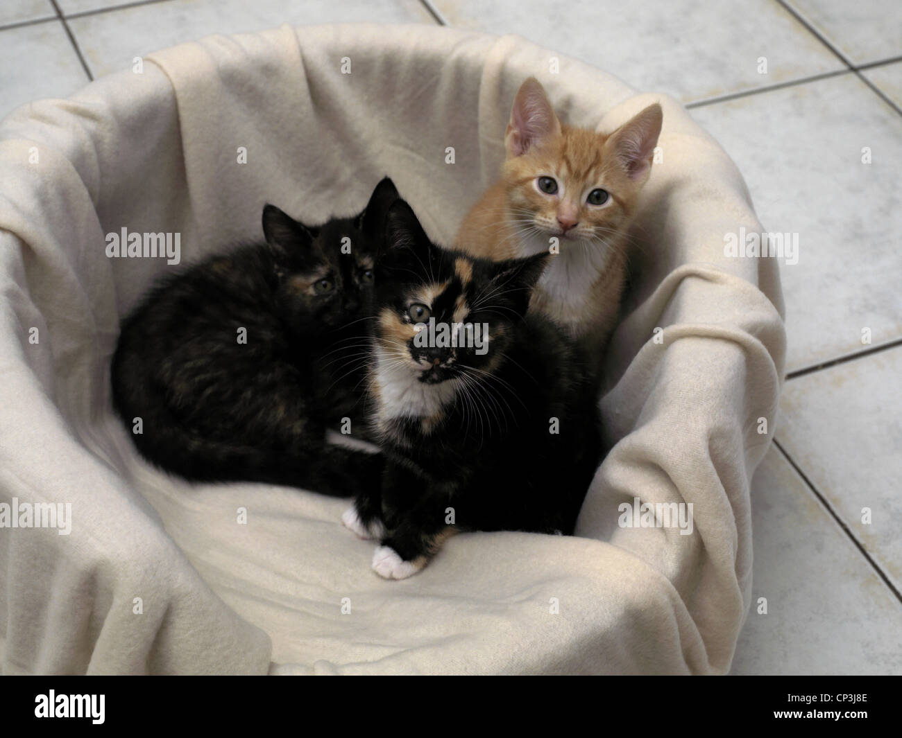 TWo Tortoiseshell Kittens And One Ginger Kitten Sitting In Cat Basket ...