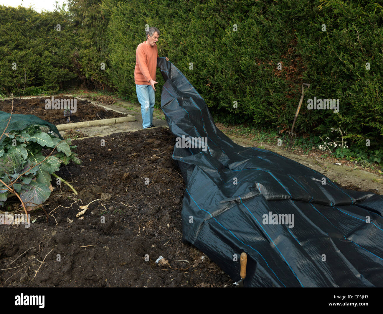Man Laying Mulch Mat on Soil Planting Strawberries England Stock Photo ...
