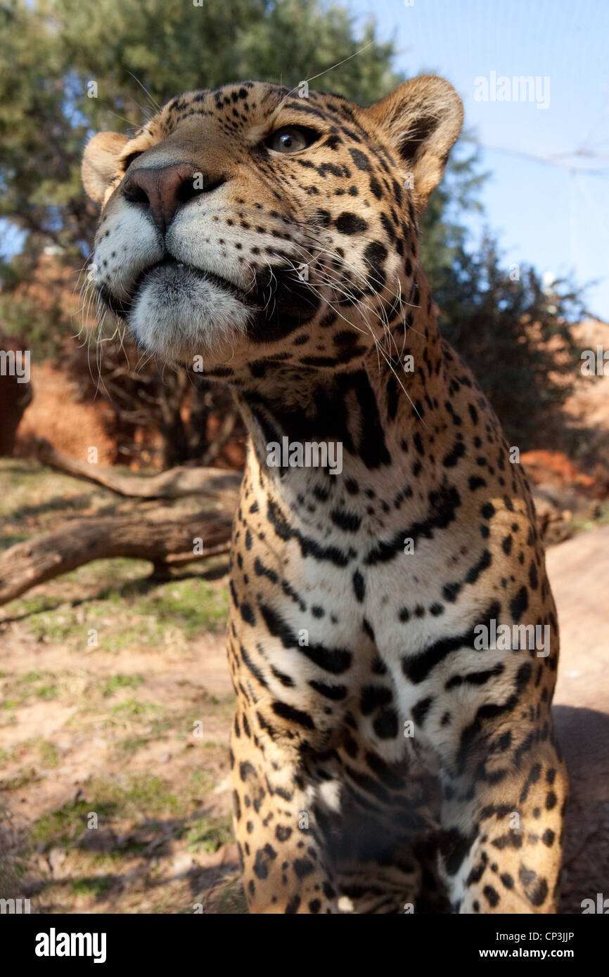 Cat Hunter Jaguar Spots Stealth Predator Stock Photo - Alamy