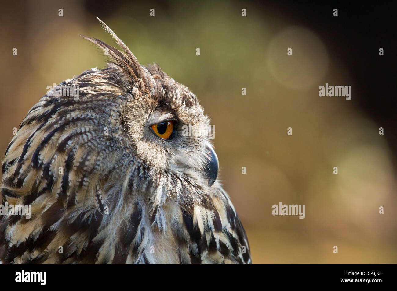 Cape eagle owl hi-res stock photography and images - Alamy
