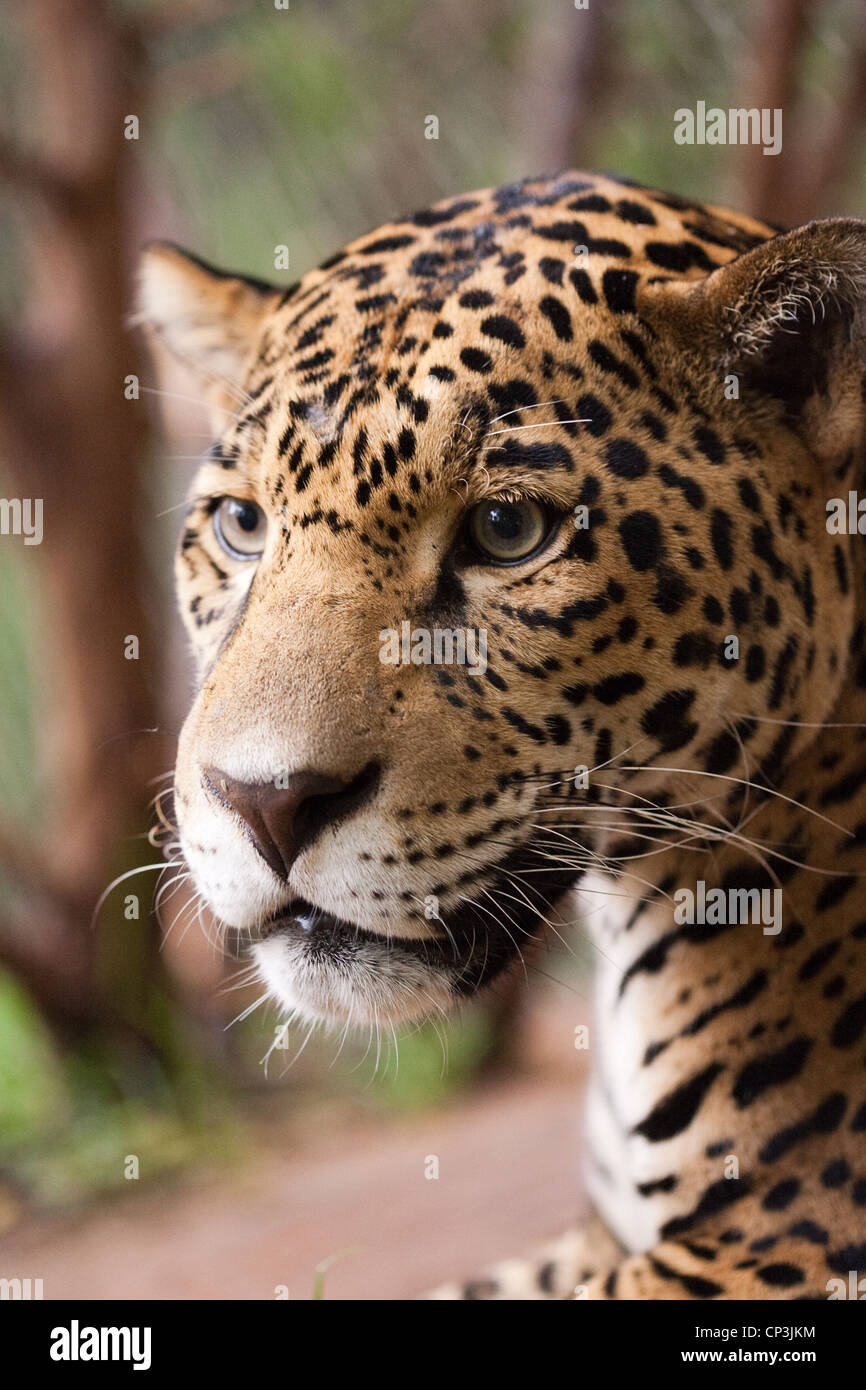 Cat Hunter Jaguar Spots Stealth Predator Stock Photo - Alamy