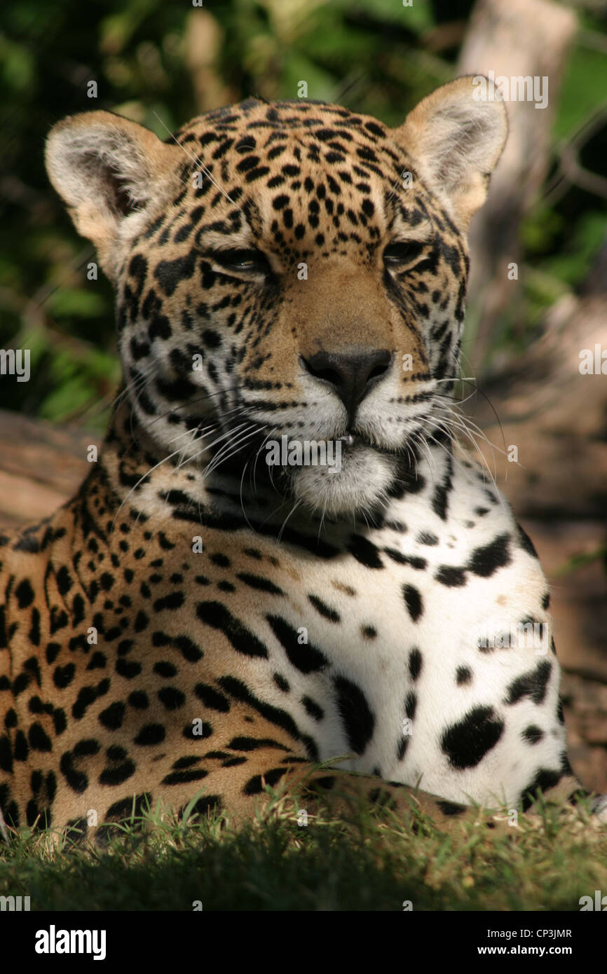 Cat Hunter Jaguar Spots Stealth Predator Stock Photo - Alamy
