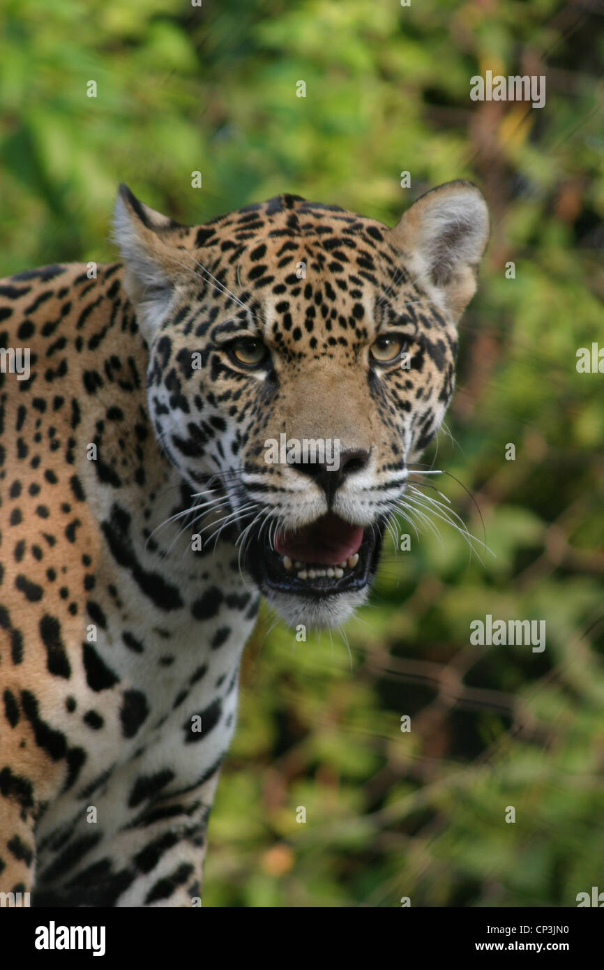 Cat Hunter Jaguar Spots Stealth Predator Stock Photo - Alamy