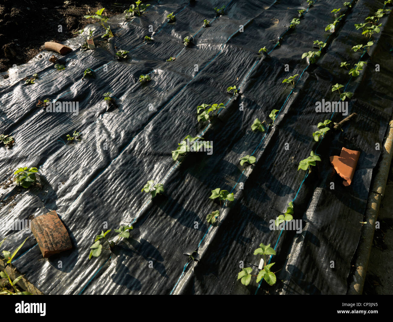 Strawberry Patch Strawberries Growing through a Strawberry Mat Stock ...