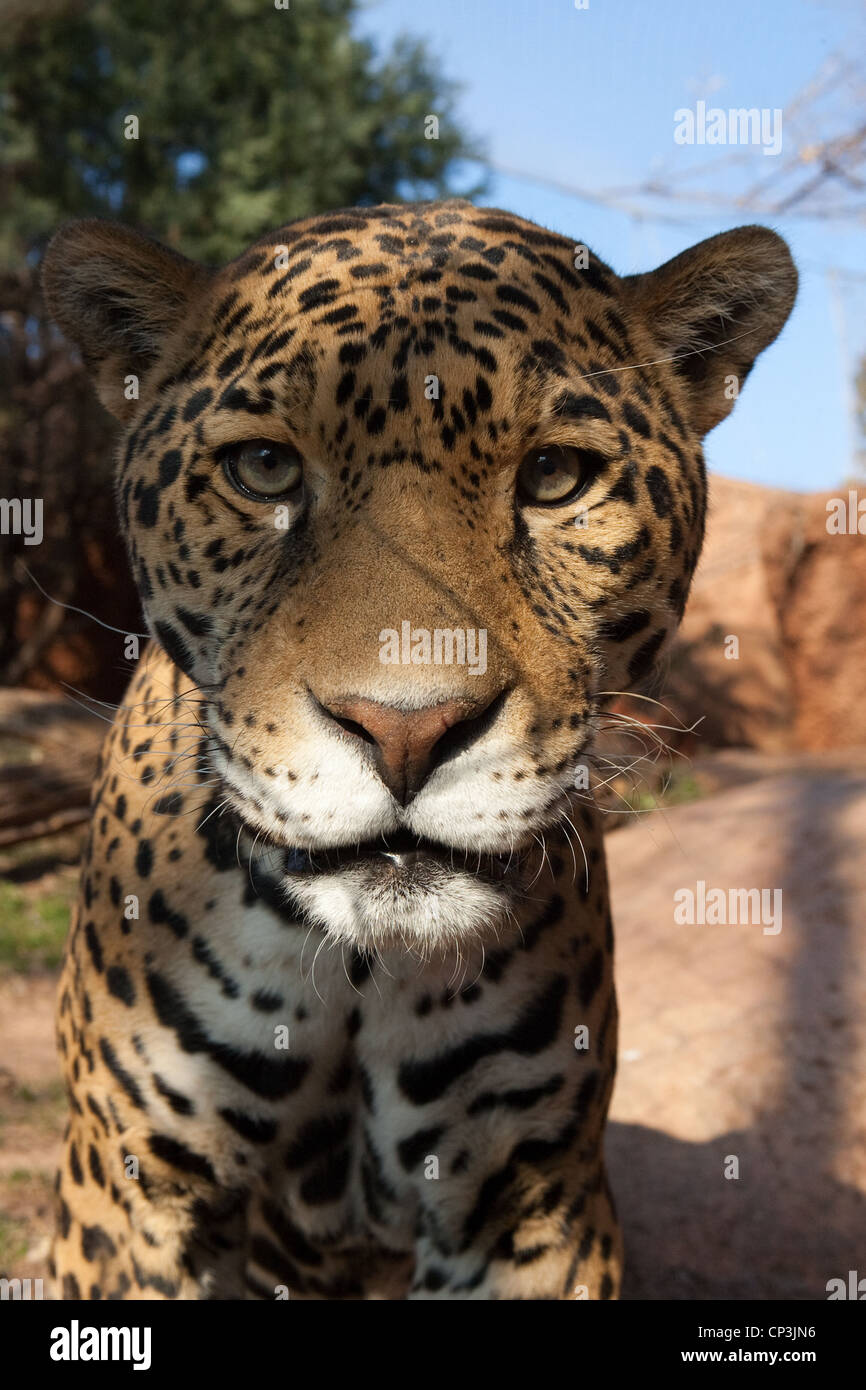 Predator spots hi-res stock photography and images - Alamy