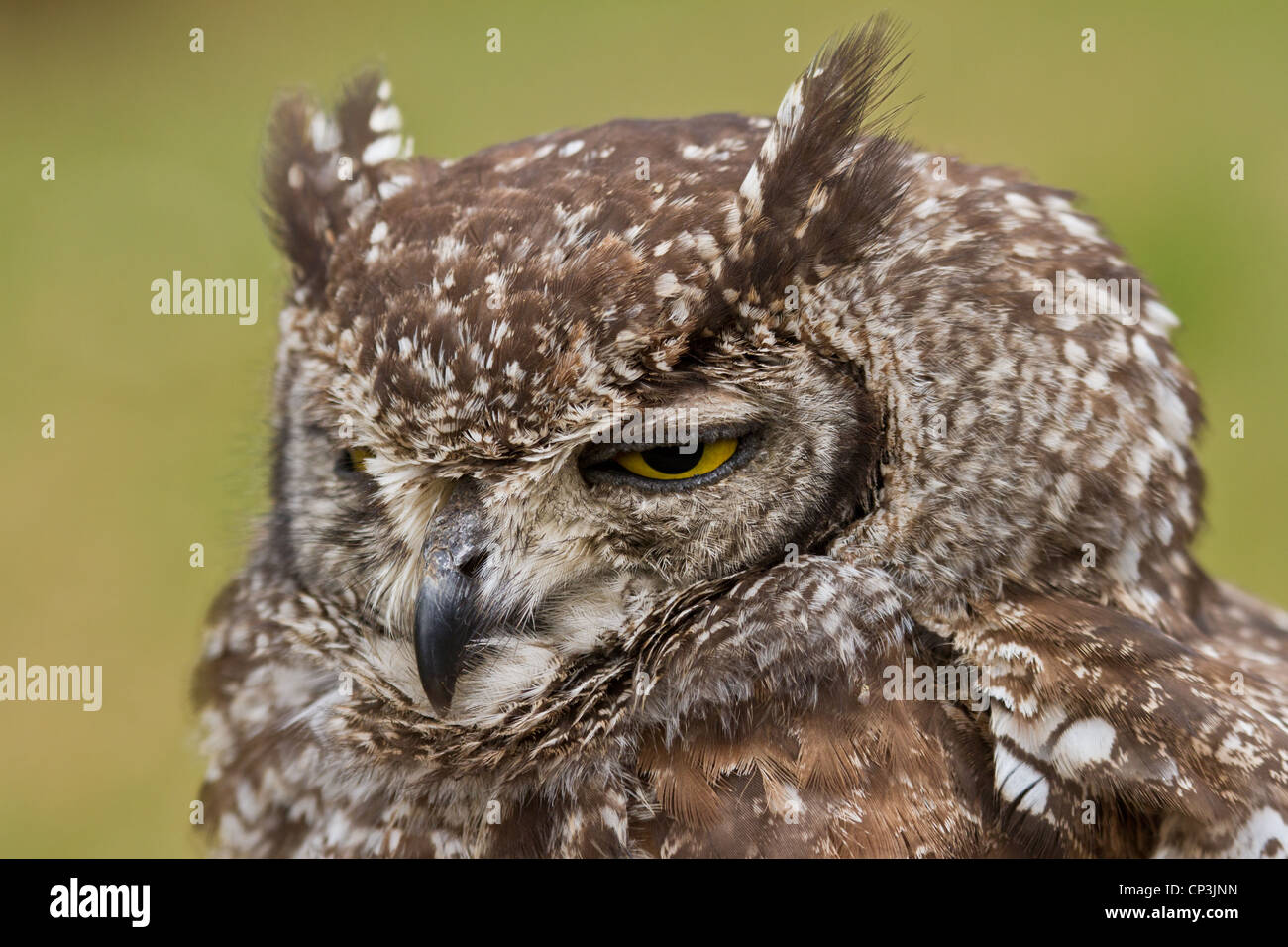 Portrait of a Spotted Eagle Owl Stock Photo - Alamy