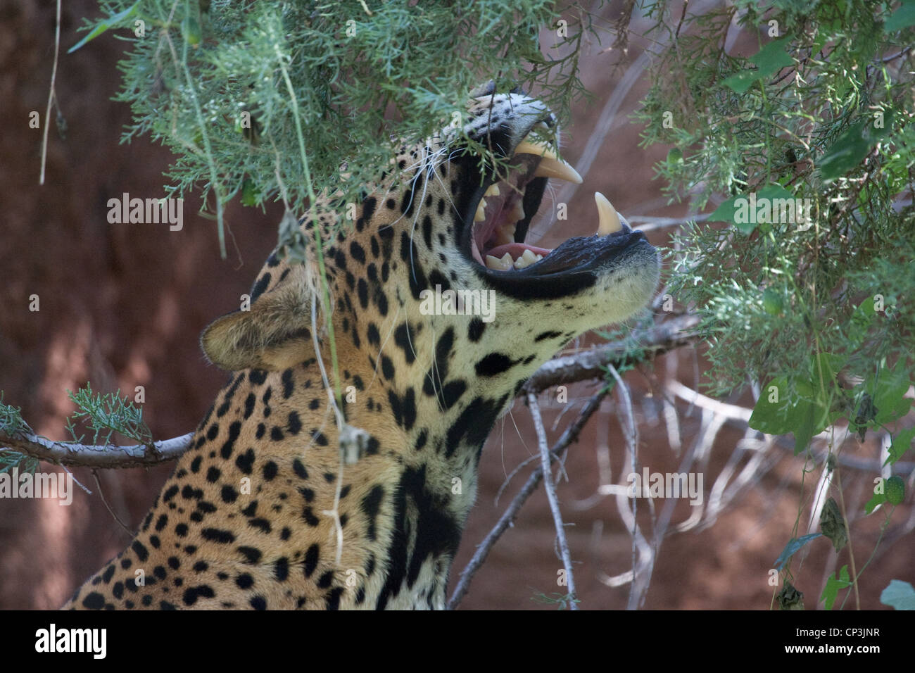 Predator spots hi-res stock photography and images - Alamy