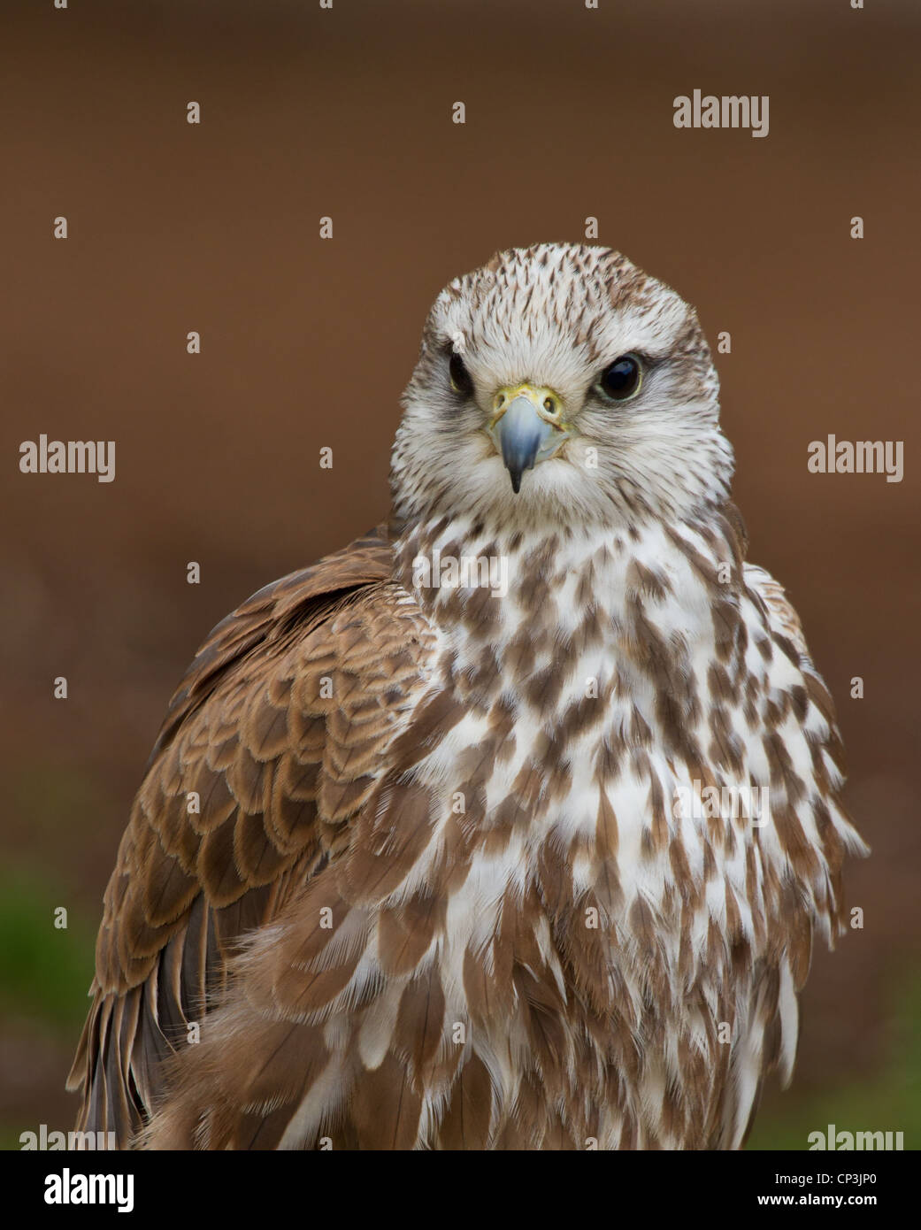 Close-up portrait of a Falcon Stock Photo - Alamy