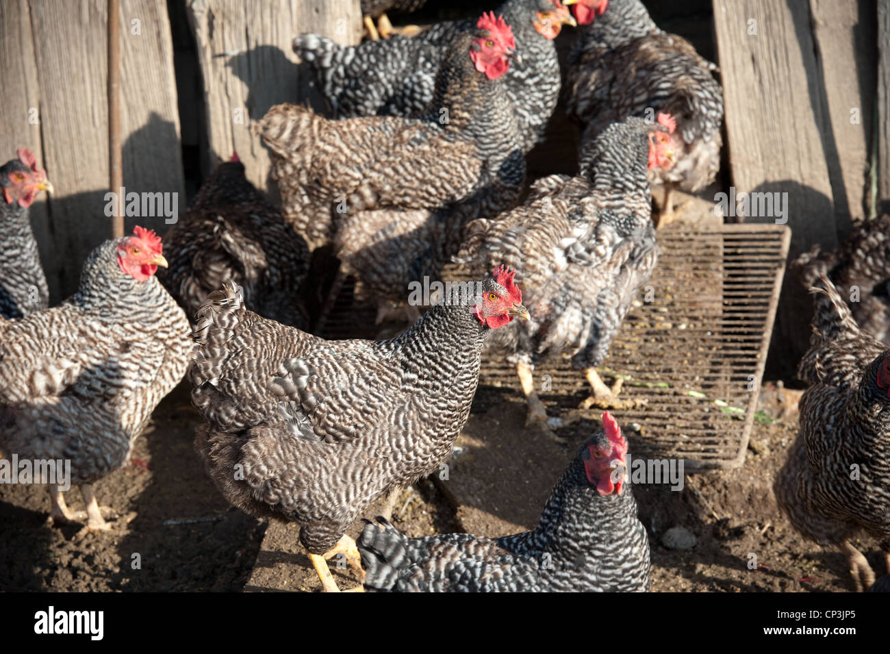 Barred rock chickens crowd each other in a pen Stock Photo - Alamy
