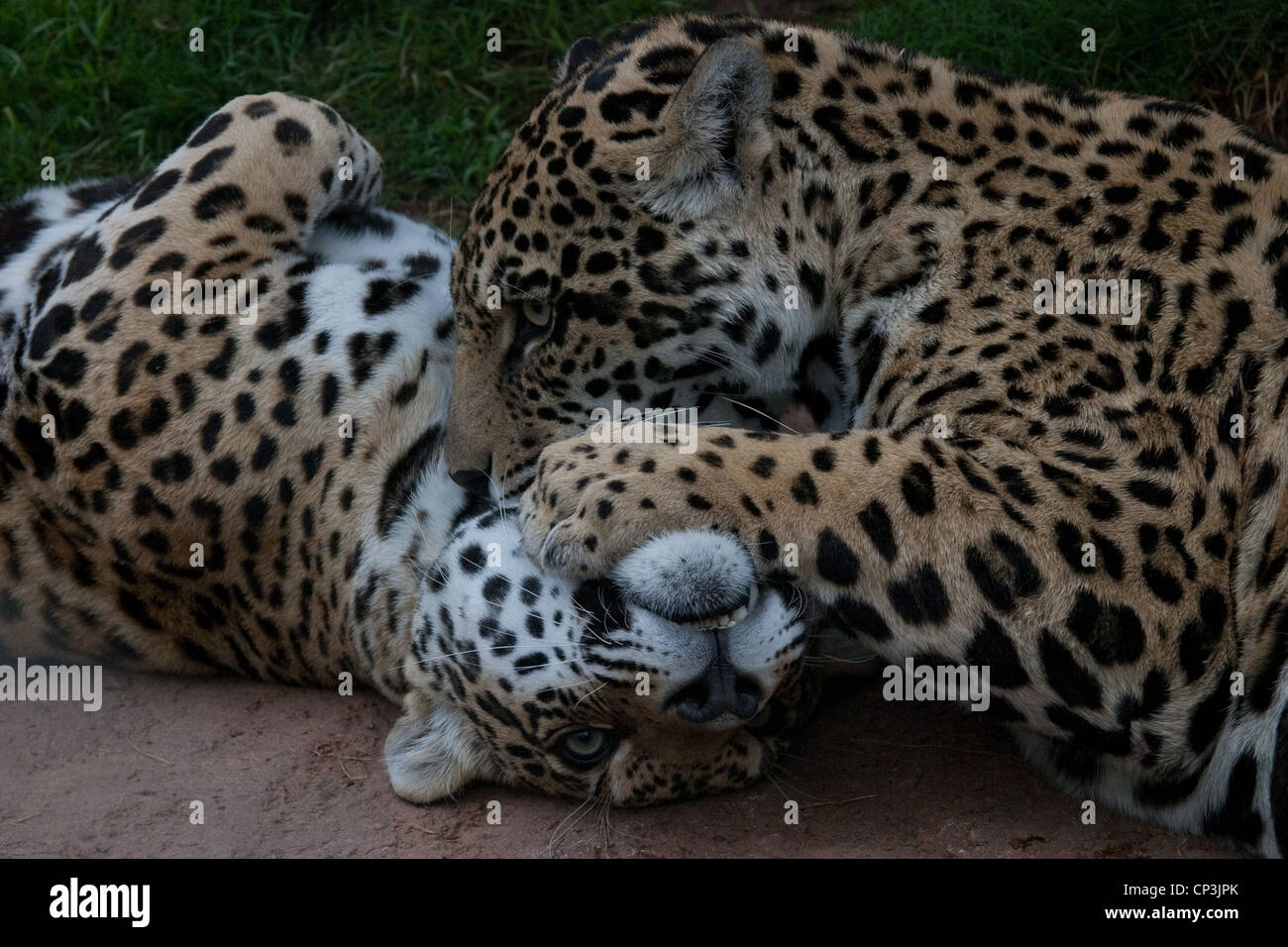 Cat Hunter Jaguar Spots Stealth Predator Stock Photo - Alamy