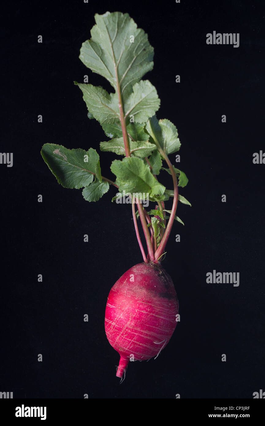 Radish roots hi-res stock photography and images - Alamy