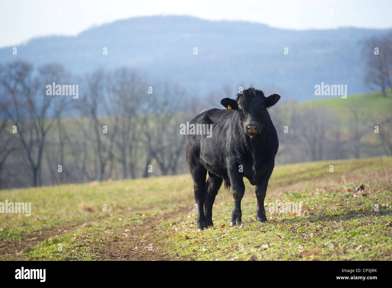 Western steer hi-res stock photography and images - Alamy