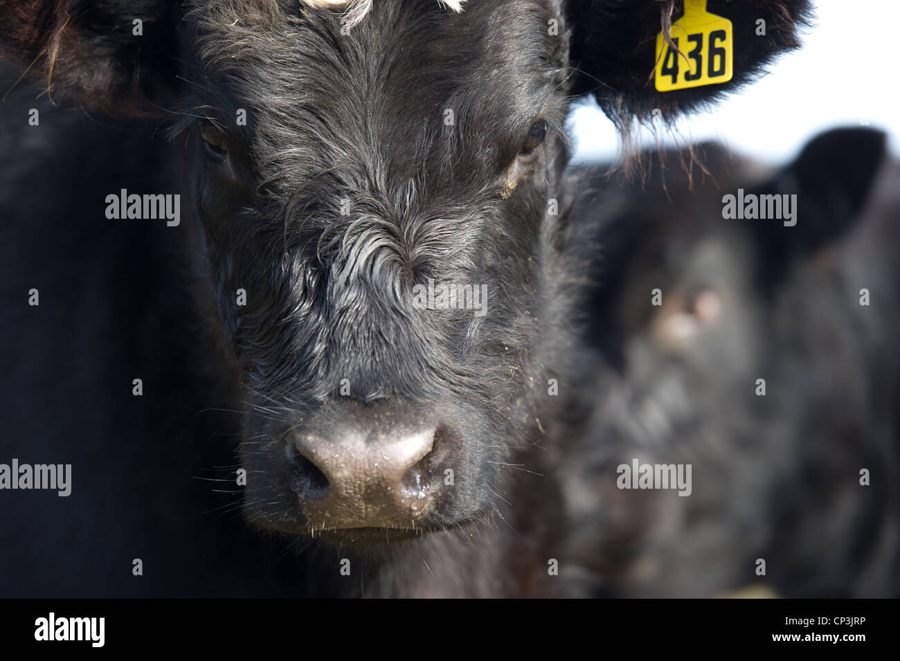 Western steer hi-res stock photography and images - Alamy