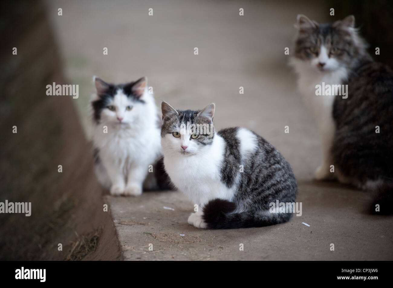 Baby Barn Cats