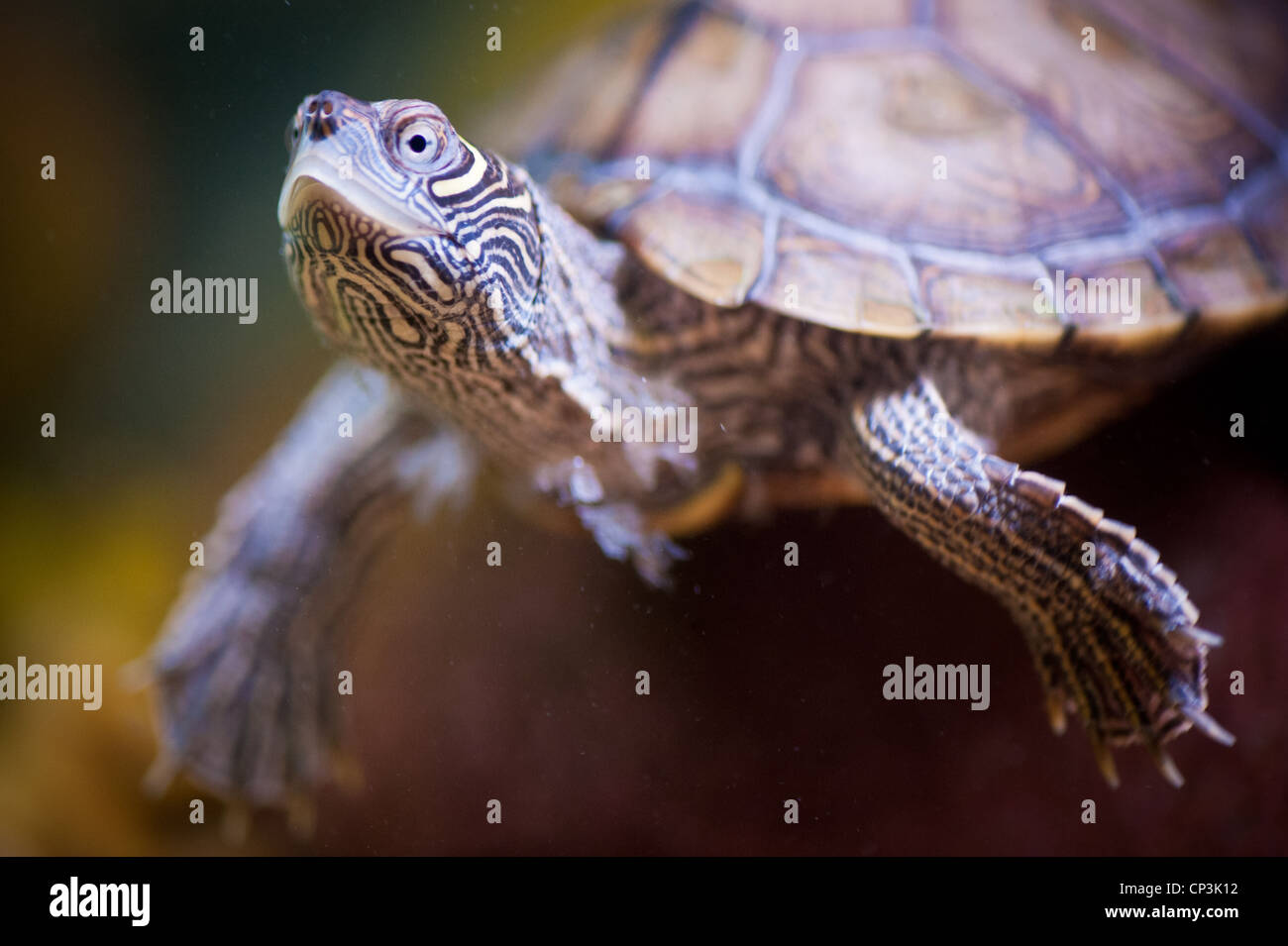Pet turtle hi-res stock photography and images - Alamy