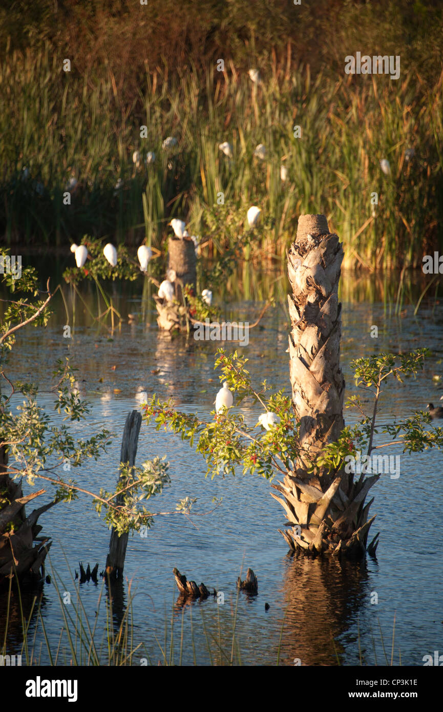 Birds of the marshlands hi-res stock photography and images - Alamy