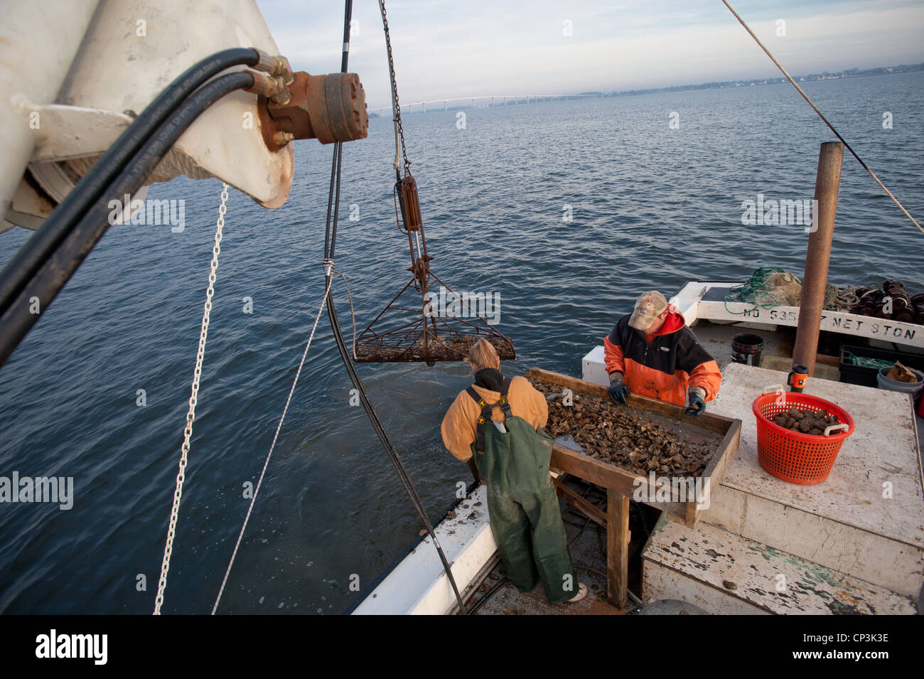 Watermen couple tonging for oysters at the mouth of the Patuxent river ...