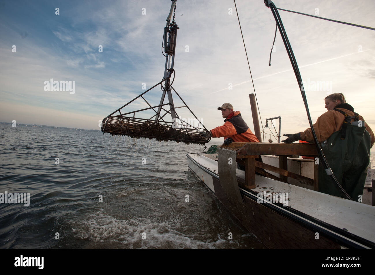 Watermen couple tonging for oysters at the mouth of the Patuxent river ...