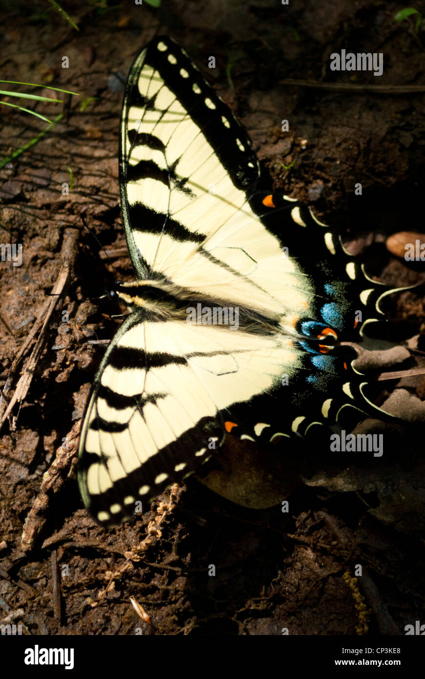 Flittering about hi-res stock photography and images - Alamy