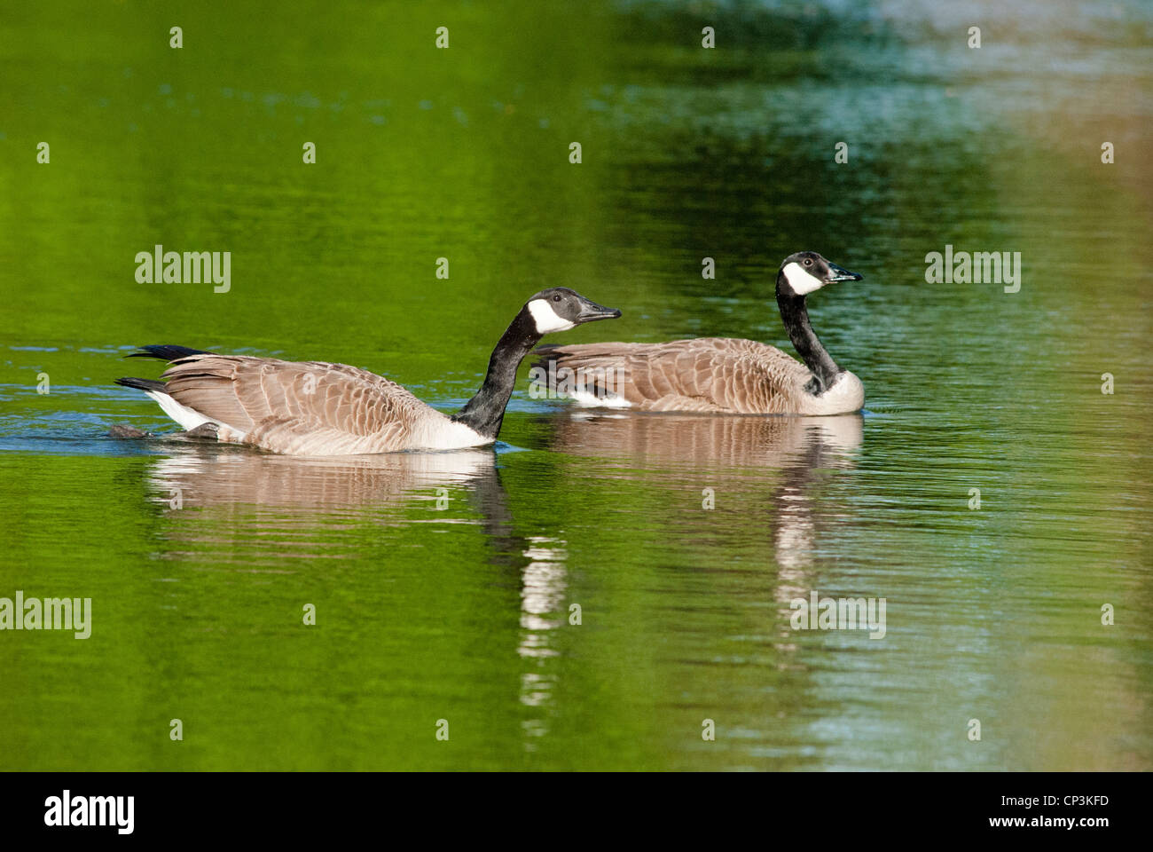 Pairs geese hi-res stock photography and images - Alamy
