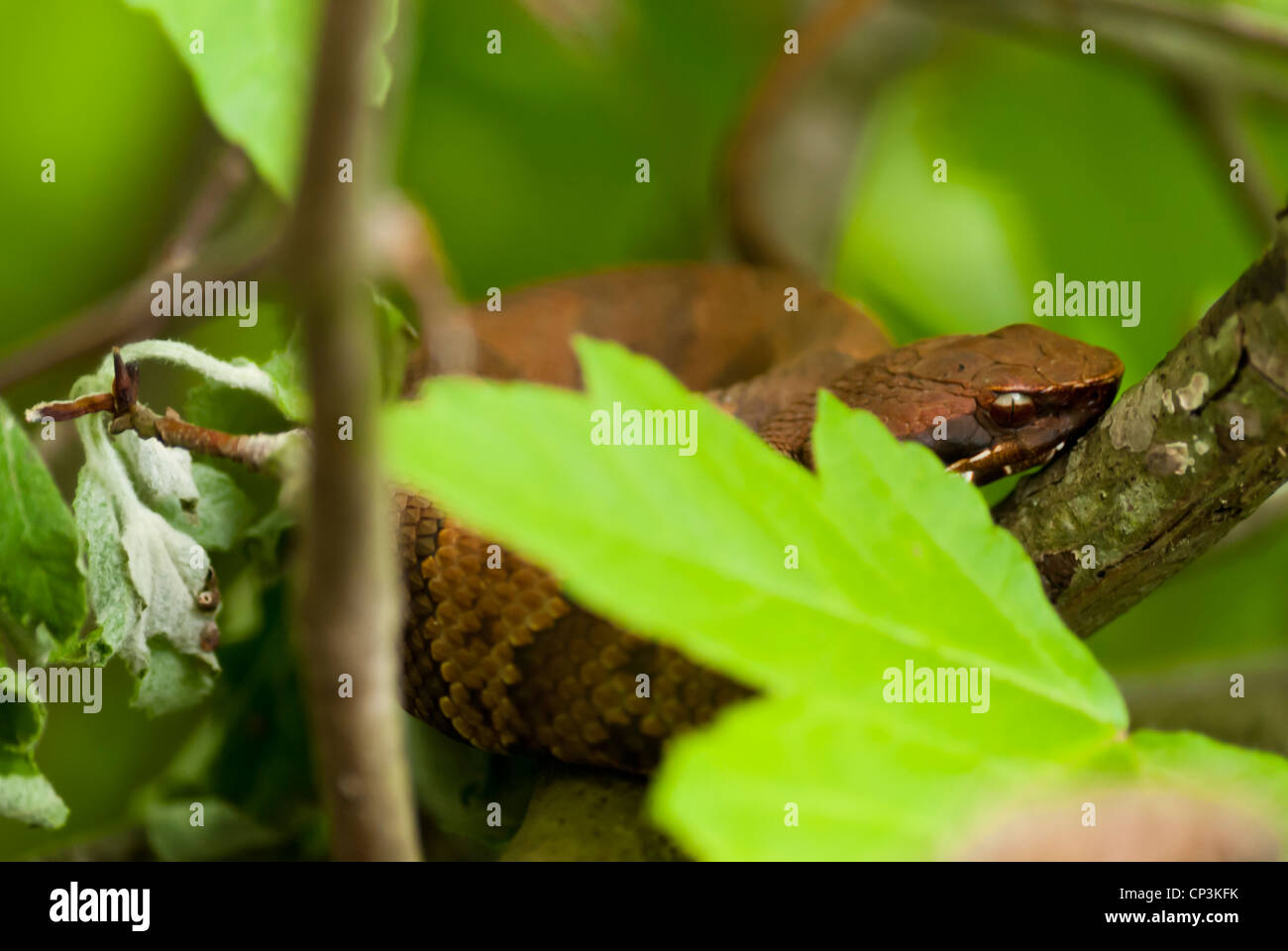 Copperhead snake in a tree near Stock Photo - Alamy