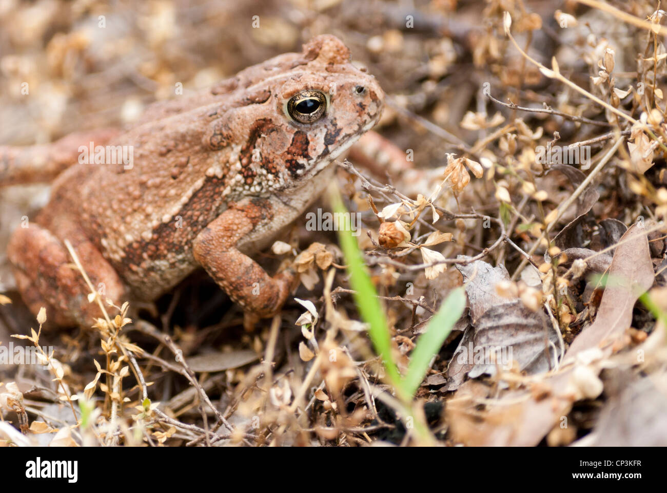 Frog camouflage amphibian hi-res stock photography and images - Alamy