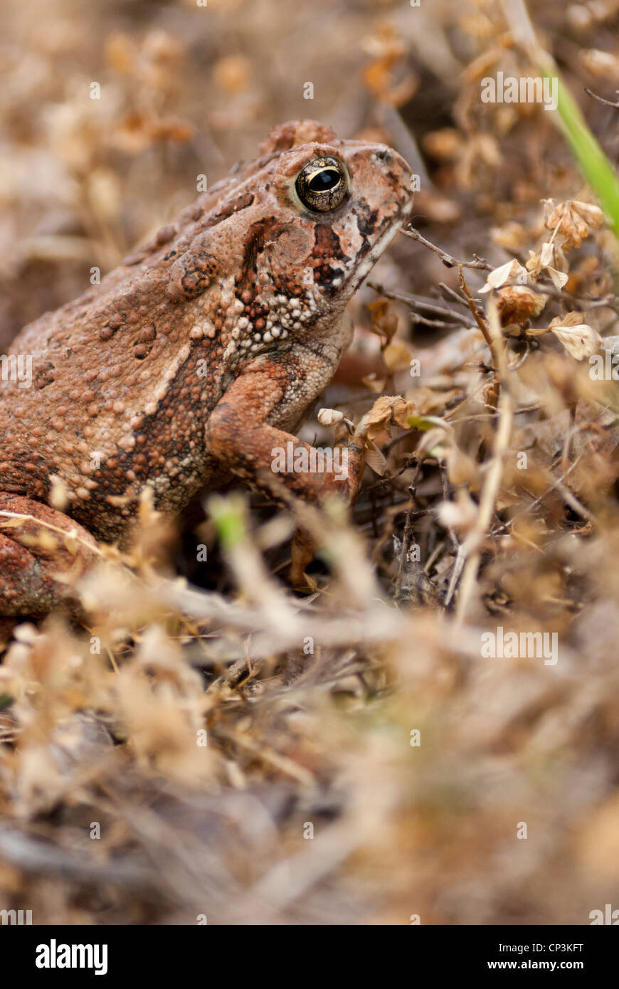 Frog camouflage amphibian hi-res stock photography and images - Alamy