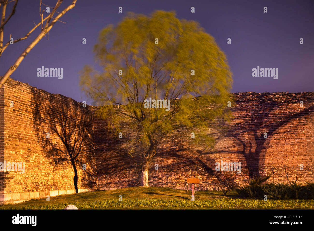 Peking willow hi-res stock photography and images - Alamy