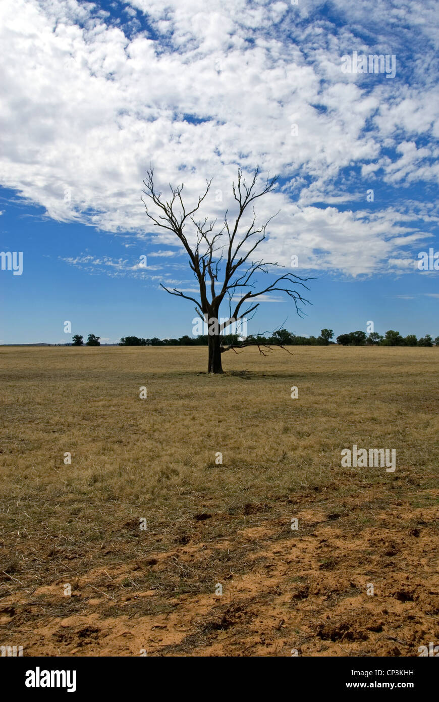 A dead tree in a drought-stricken paddock in western New South Wales ...