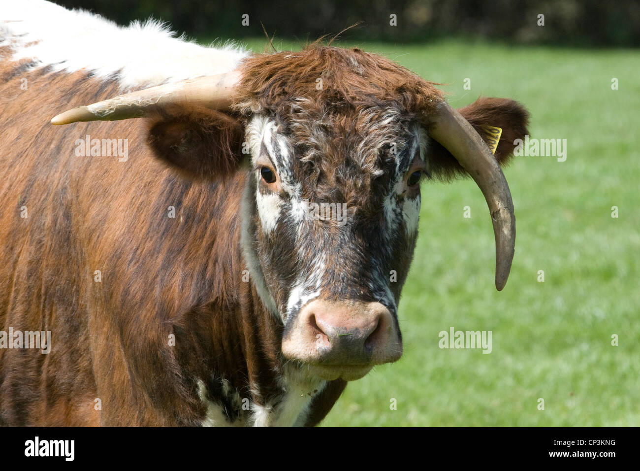 English longhorn hi-res stock photography and images - Alamy