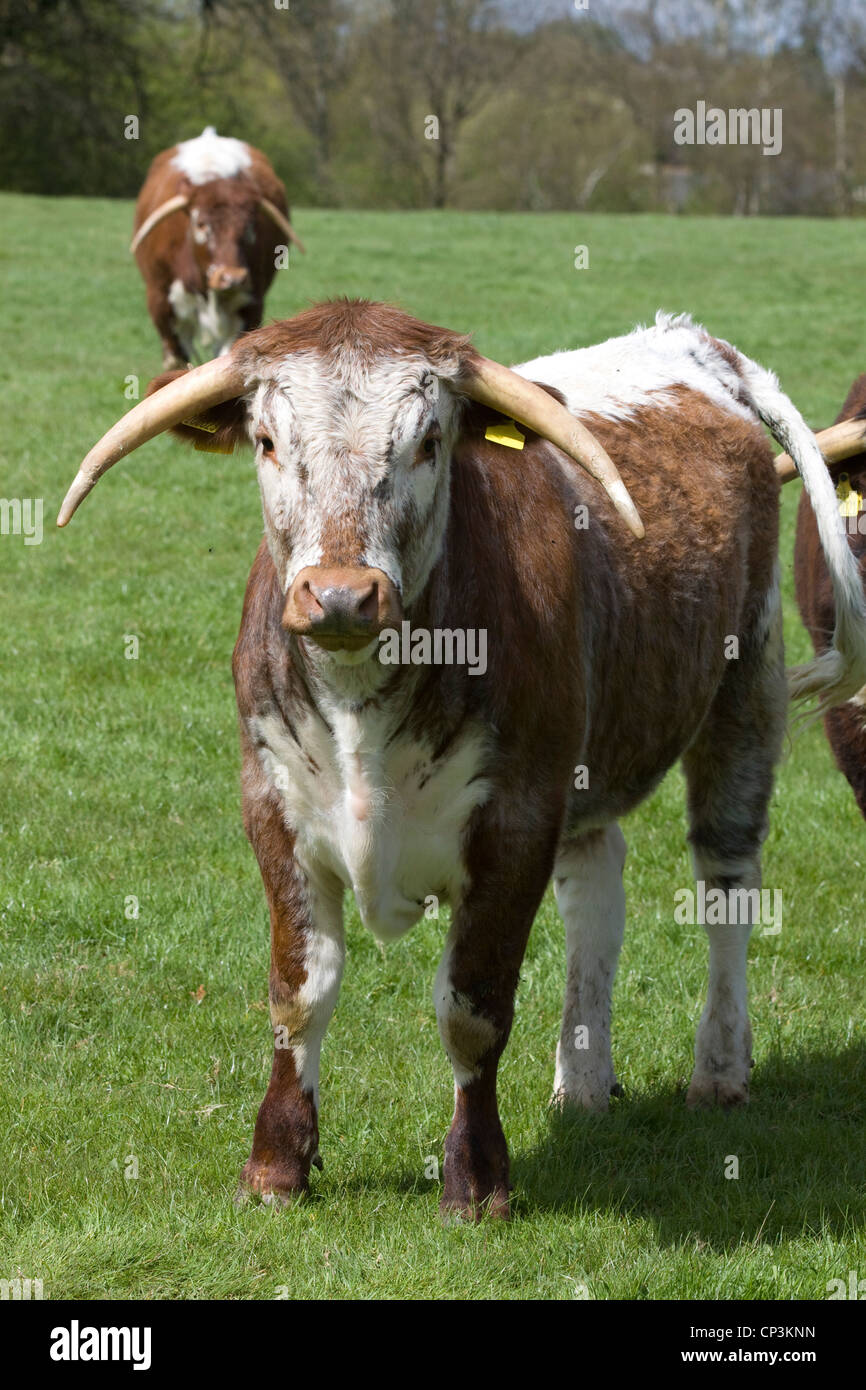 English Longhorn cattle in a green pasture in Rural England, Bos ...