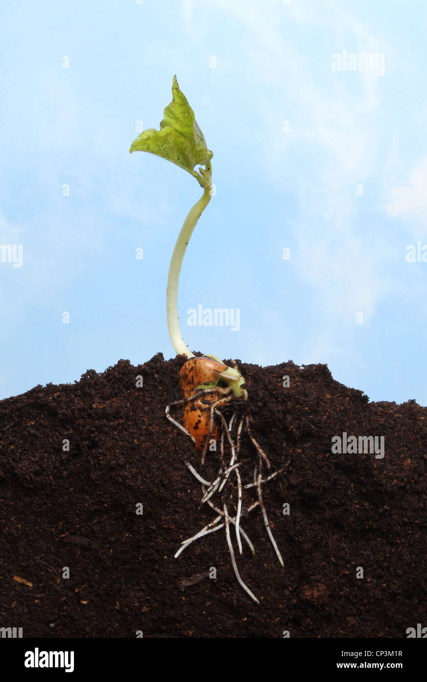 Newly germinated runner bean seedling in soil showing root structure ...