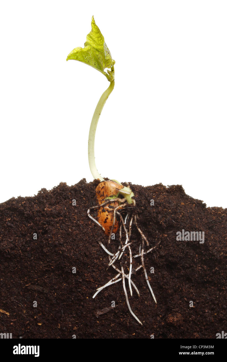 A newly germinated runner bean seedling in soil showing root structure ...
