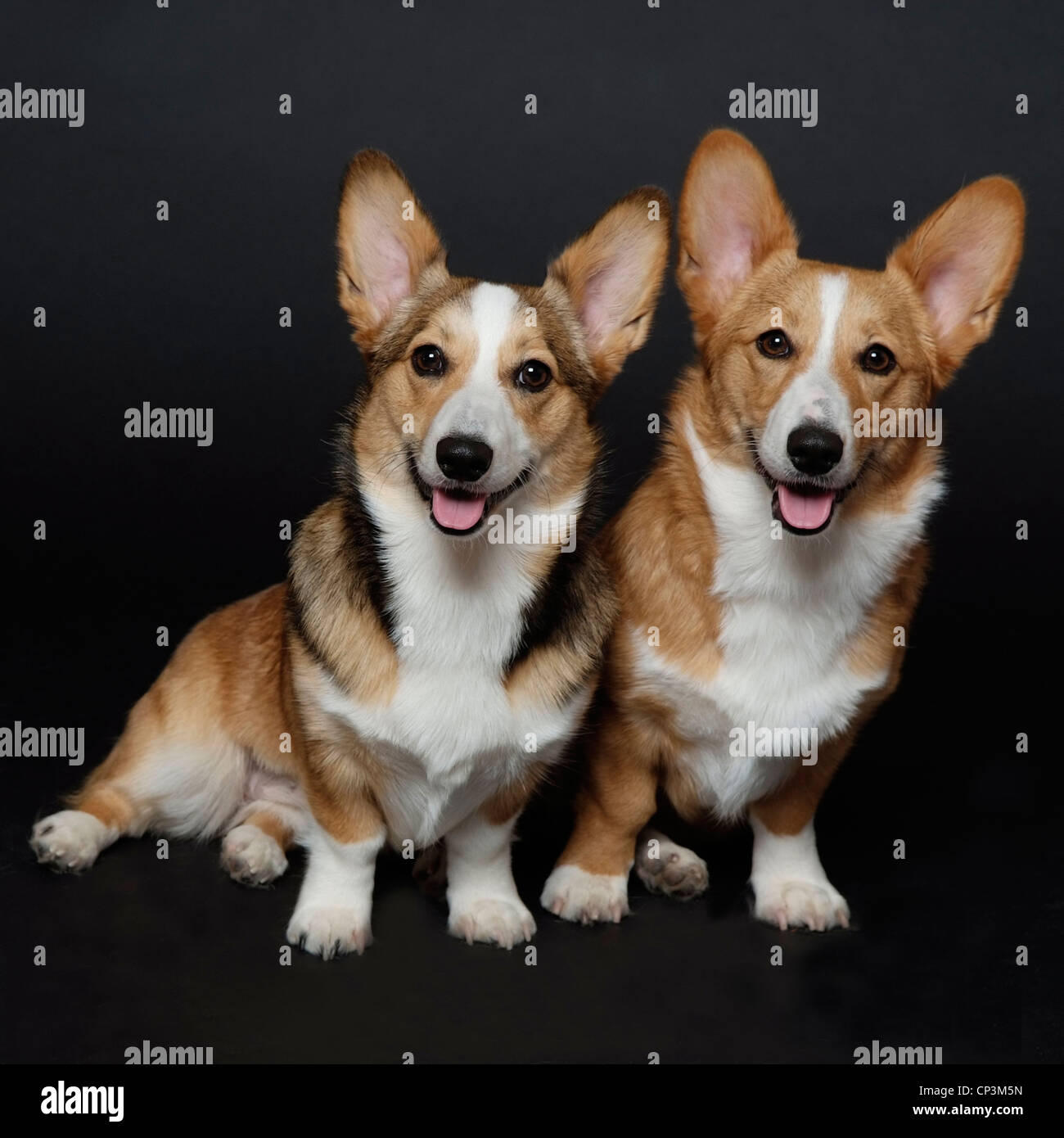 Corgis dogs hi-res stock photography and images - Alamy
