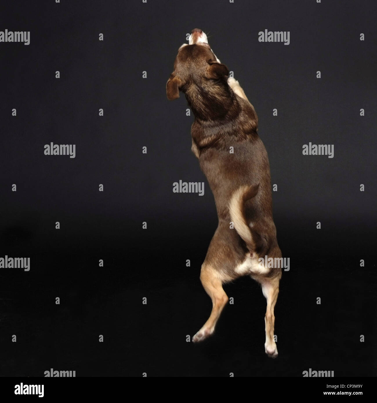 Why Do Dogs Stand On Their Hind Legs