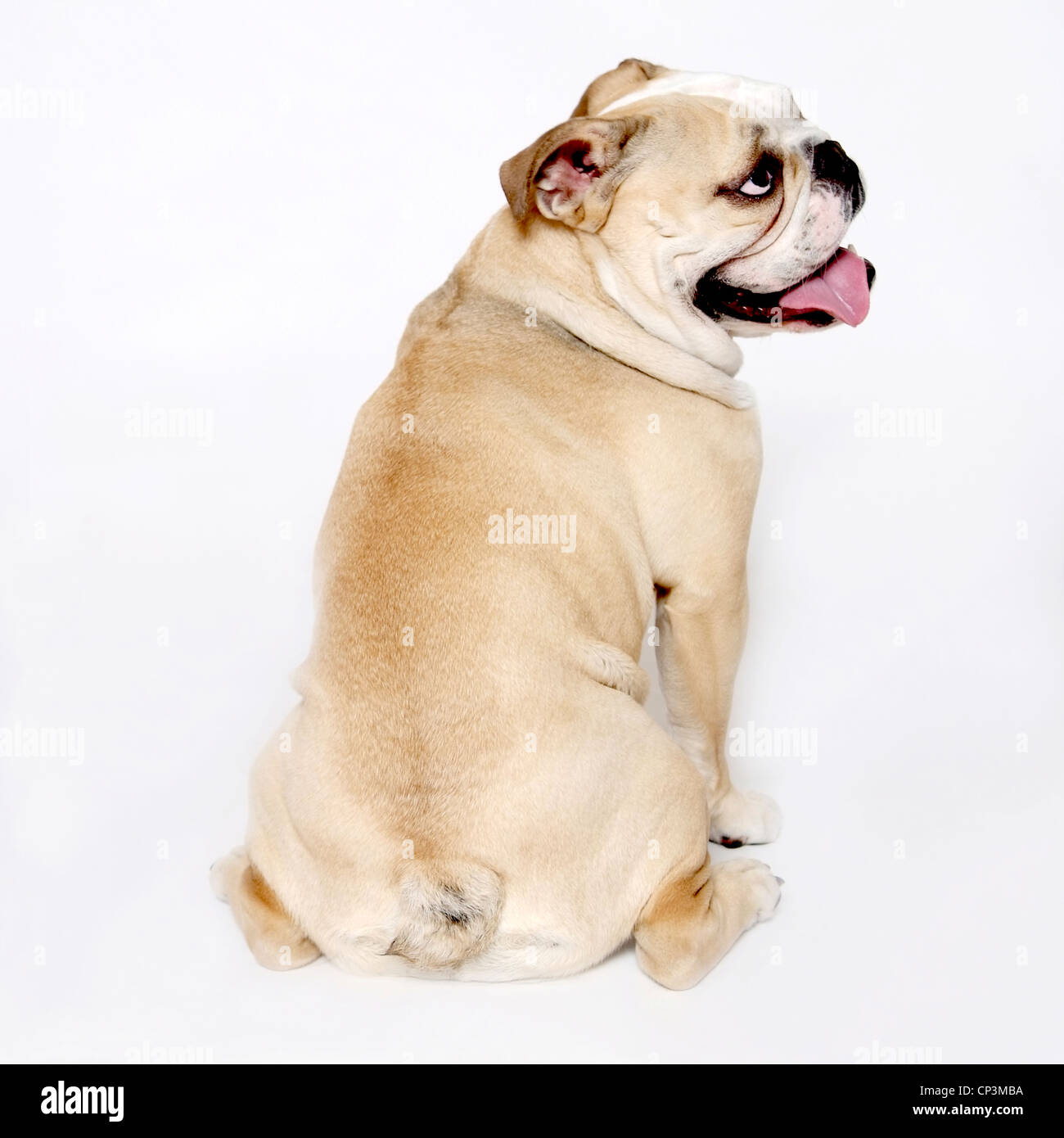 Nobody dog rear view Cut Out Stock Images & Pictures - Alamy