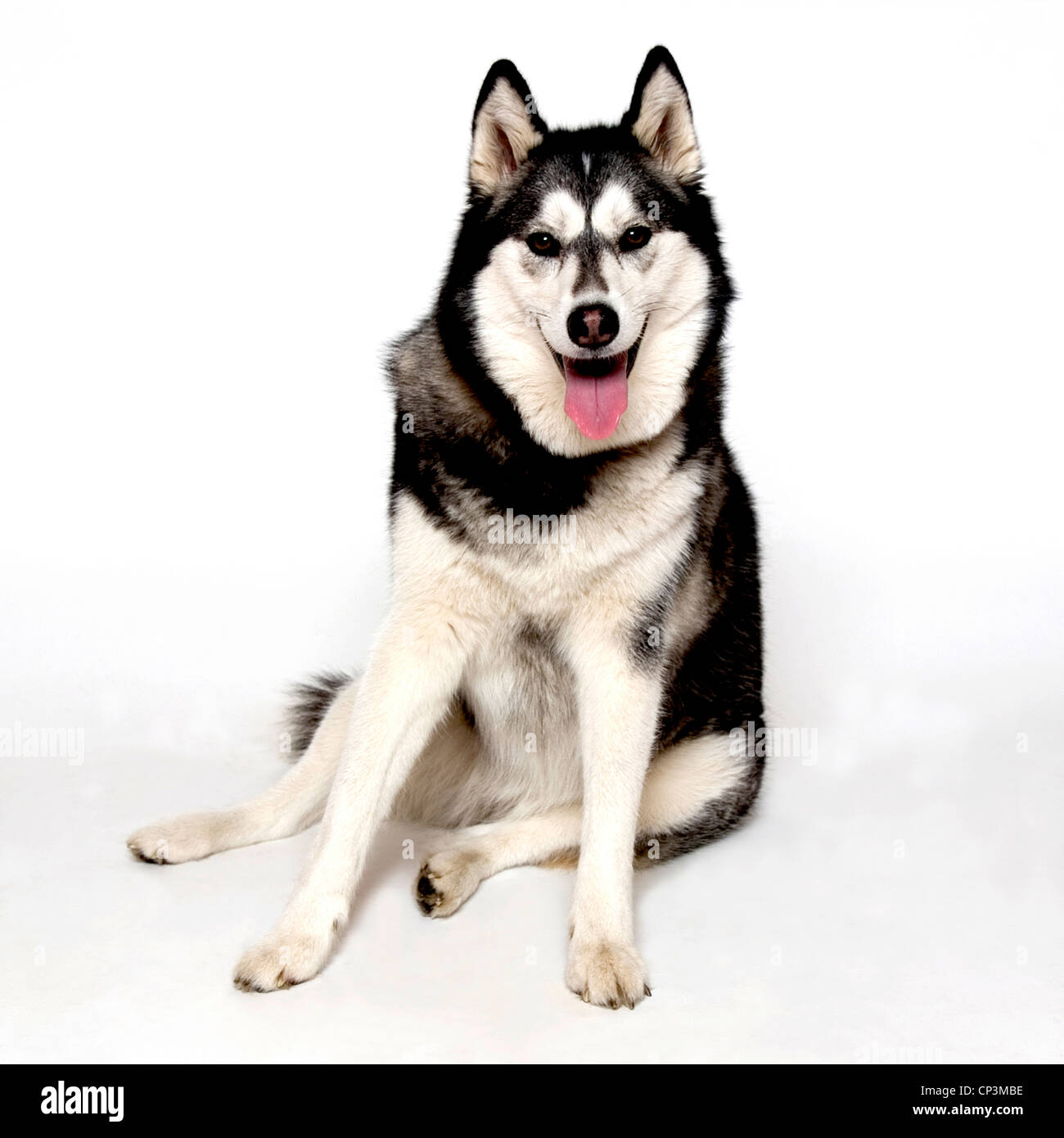 Alaskan husky hi-res stock photography and images - Alamy