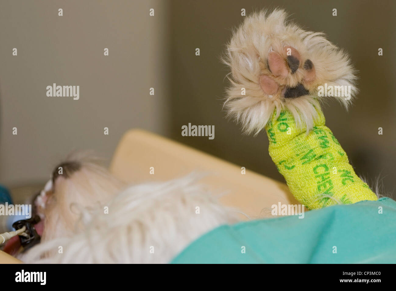 Bandaged legs hi-res stock photography and images - Alamy