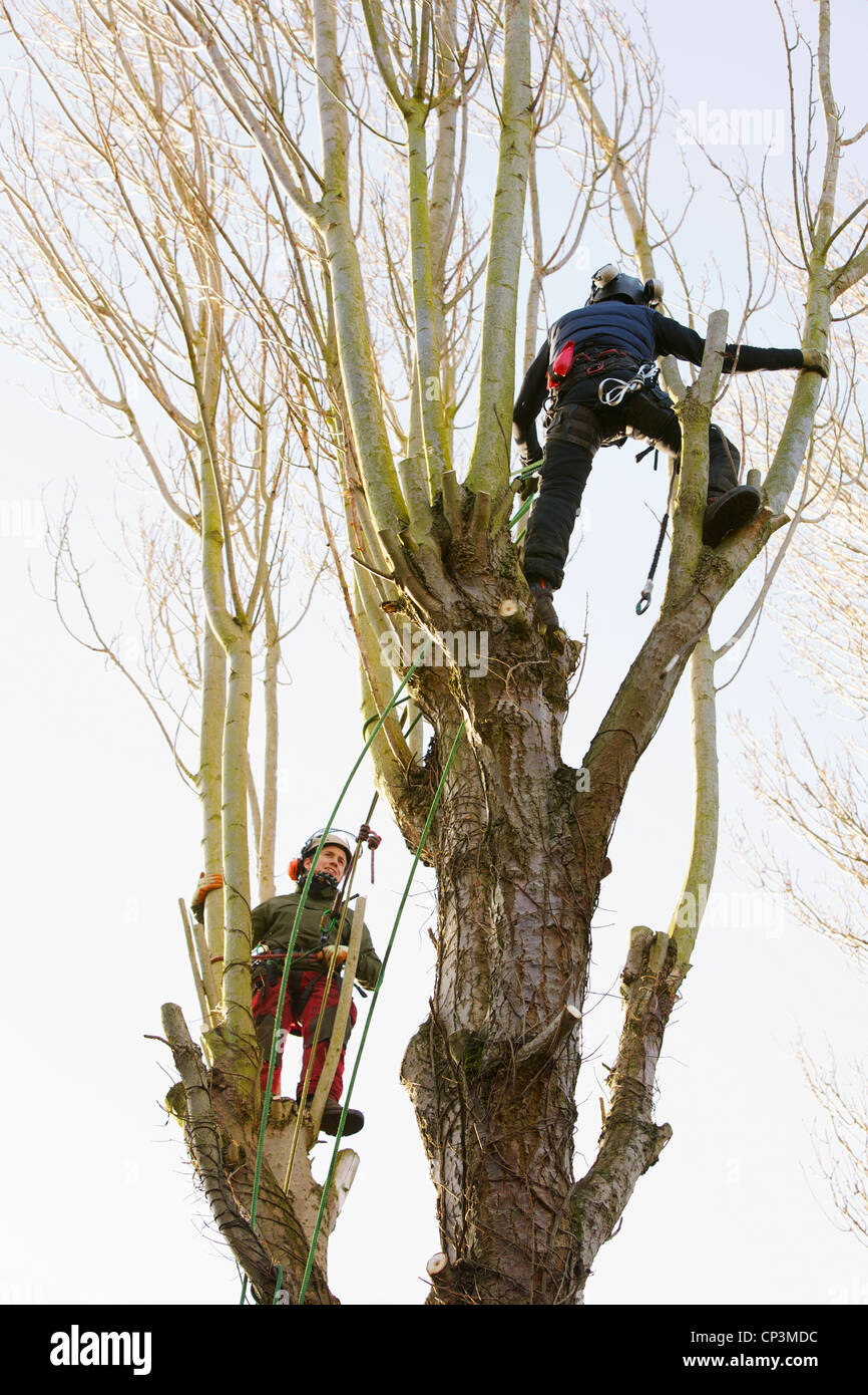 Tree Surgeon Rope High Resolution Stock Photography and Images - Alamy