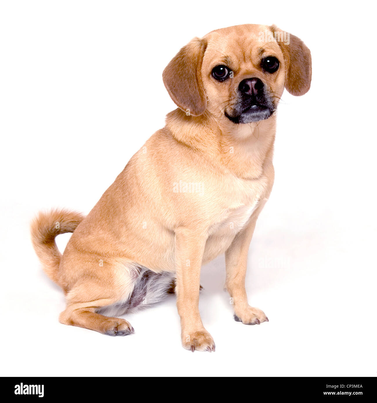 Puggle Dog High Resolution Stock Photography and Images - Alamy