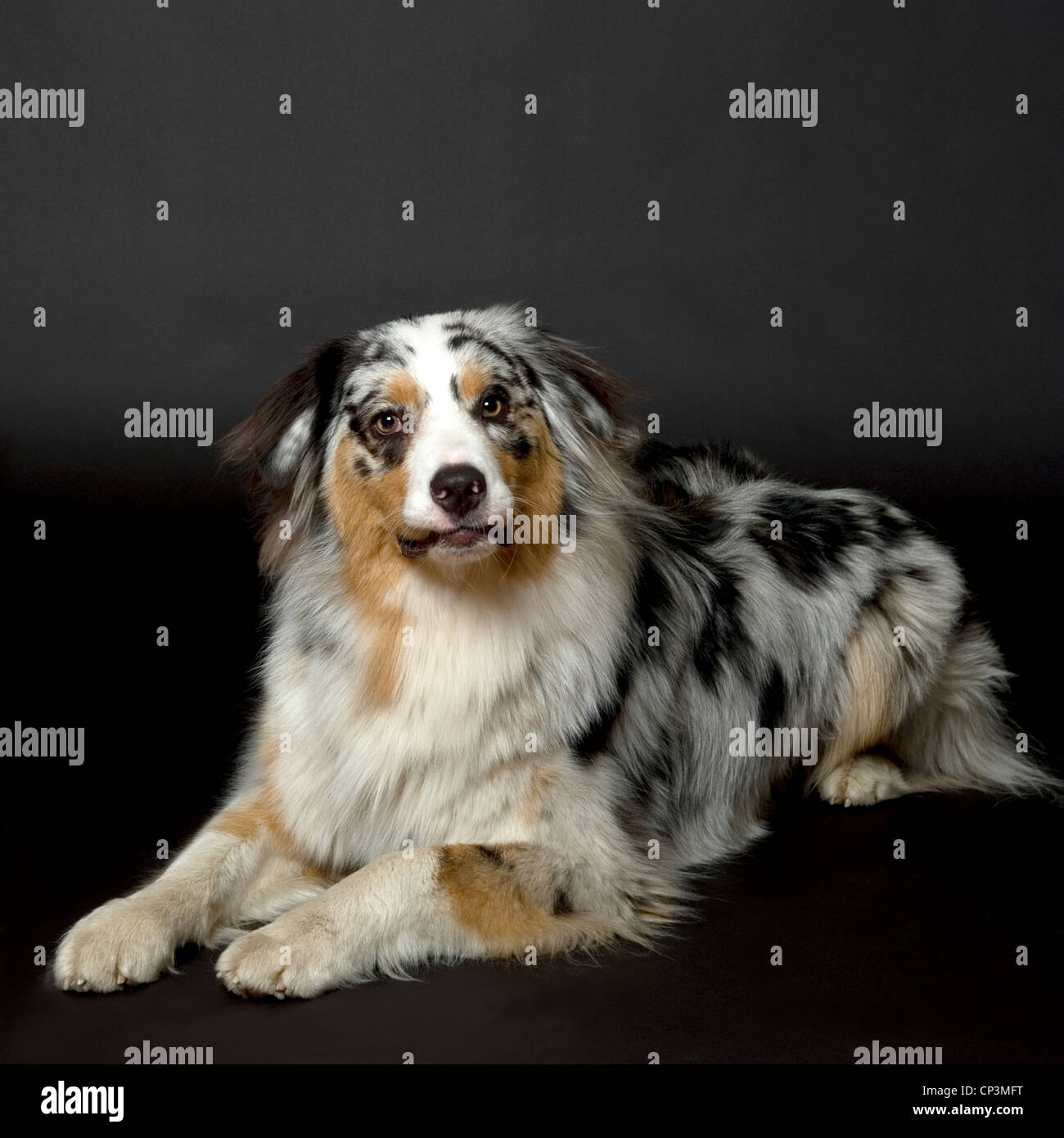Australian Shepard Dog Stock Photo - Alamy