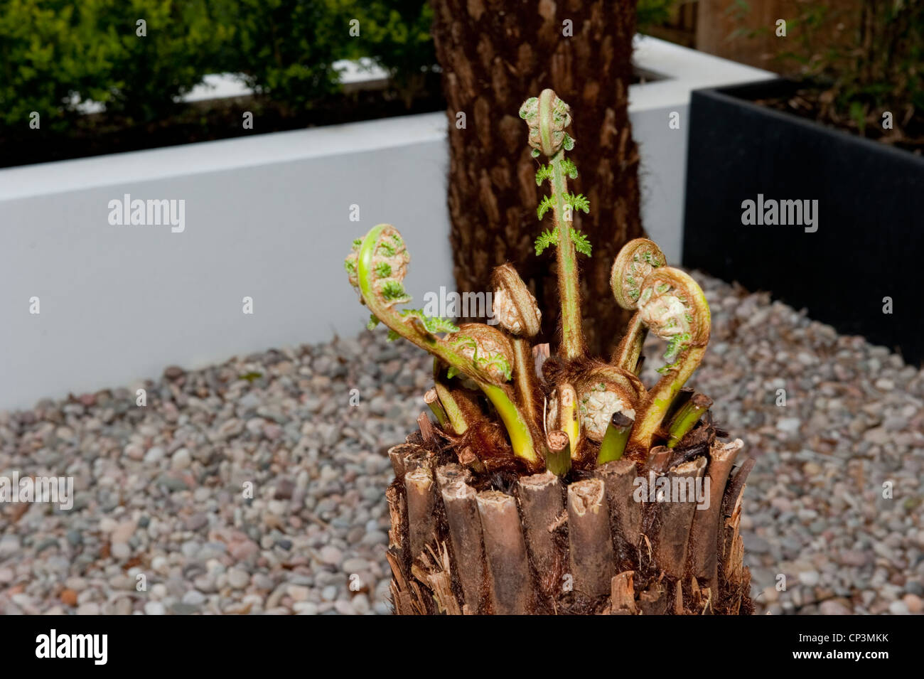 Tasmanian tree fern hi-res stock photography and images - Alamy