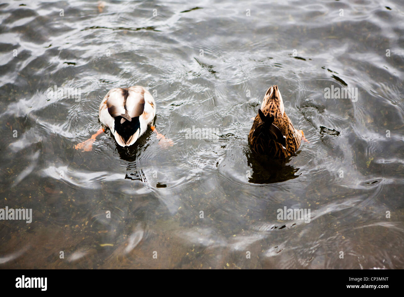 Two diving ducks hi-res stock photography and images - Alamy