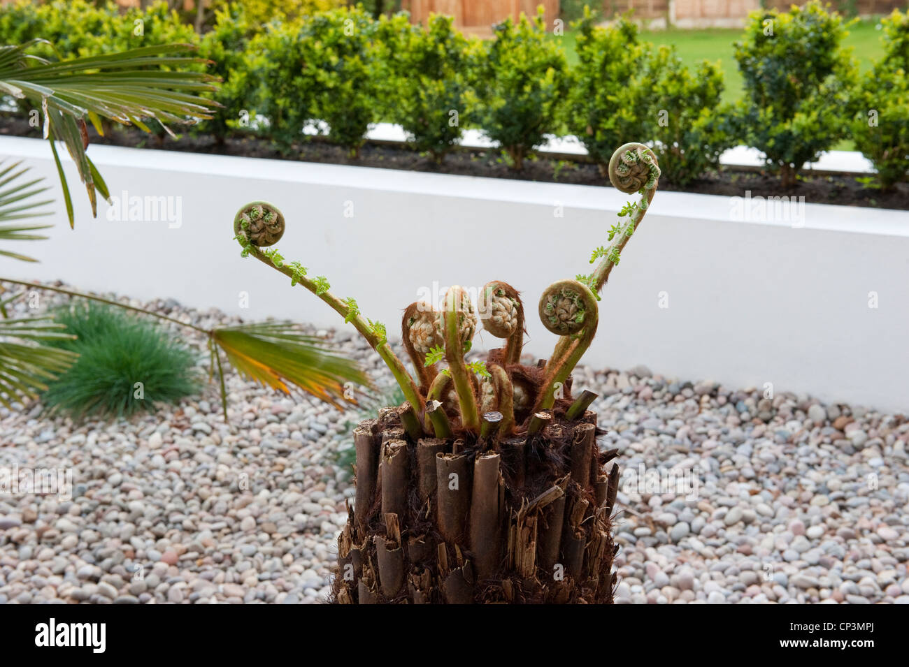 Tasmanian tree fern hi-res stock photography and images - Alamy