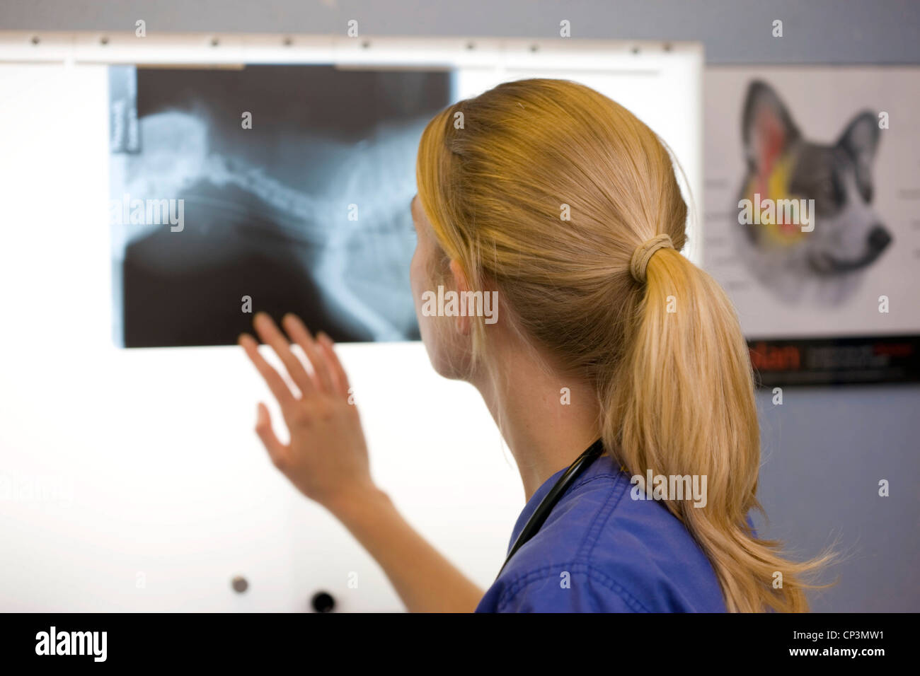 Back View of Vet Examining X-ray Stock Photo - Alamy