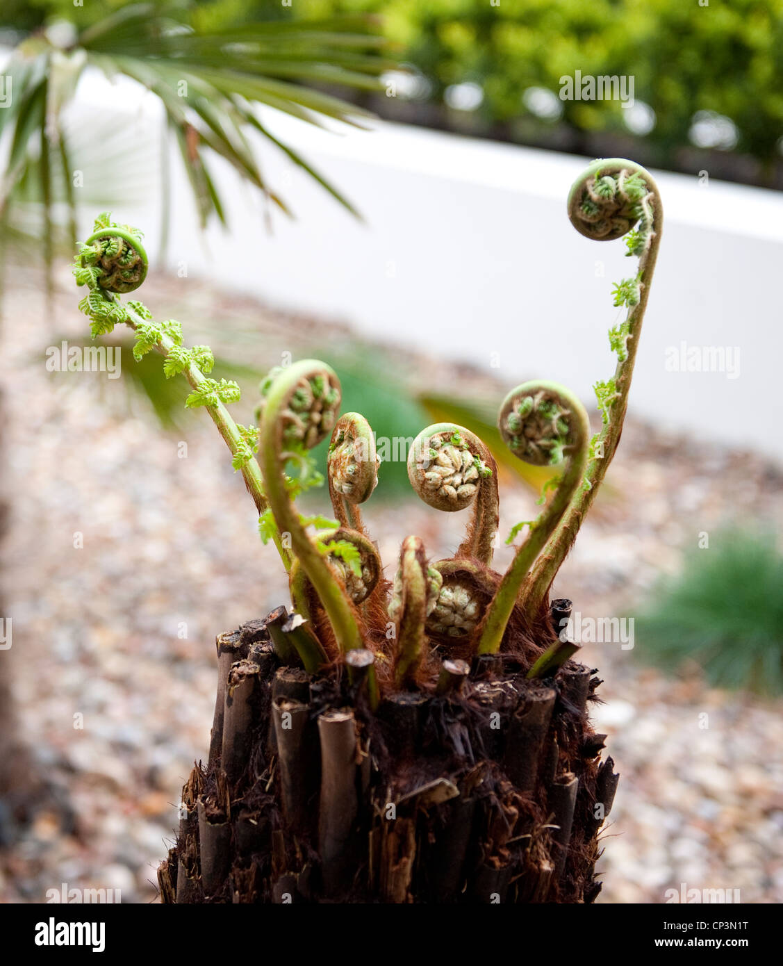 Fern opening up hi-res stock photography and images - Alamy