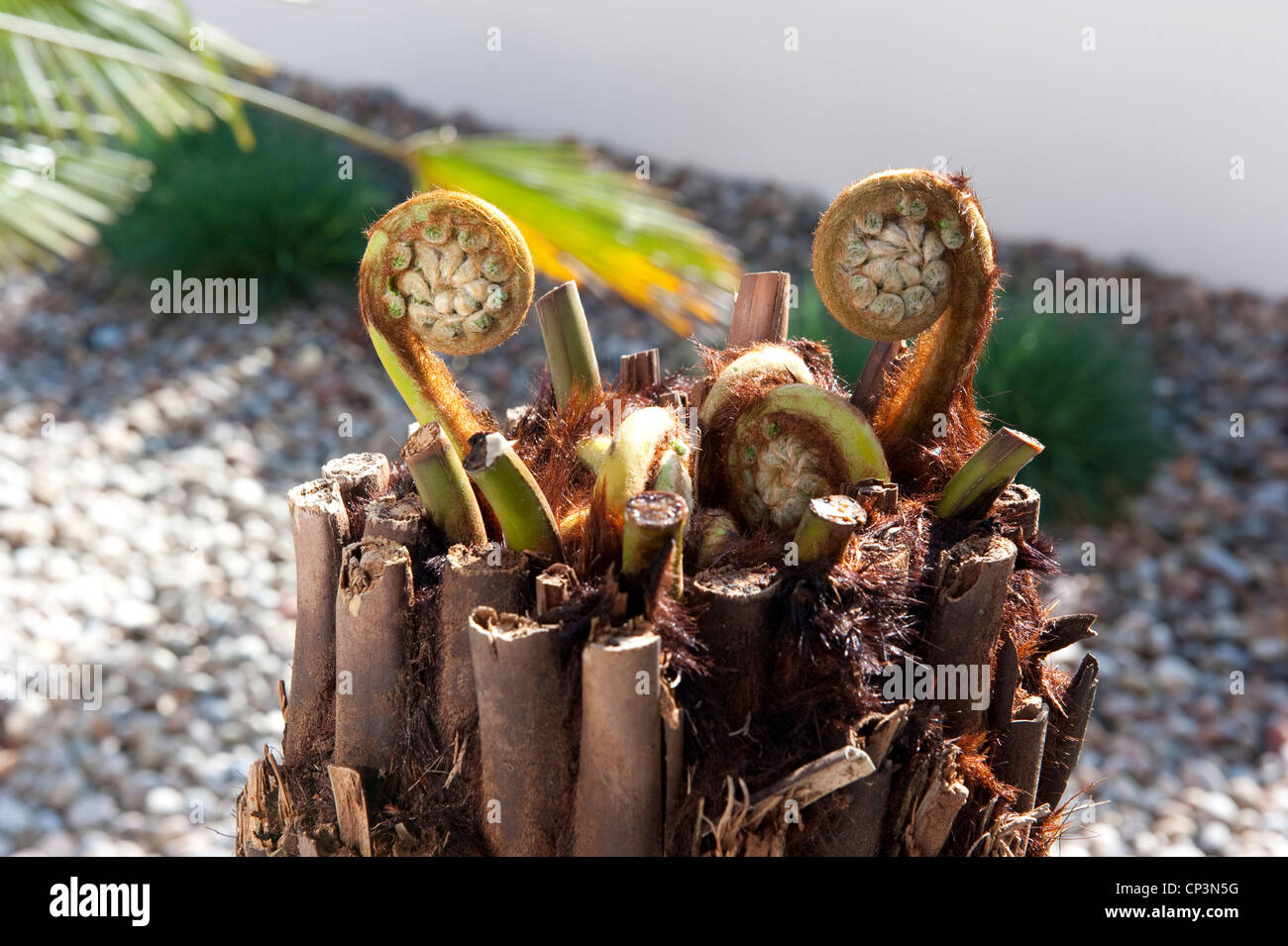 Tasmanian tree fern hi-res stock photography and images - Alamy