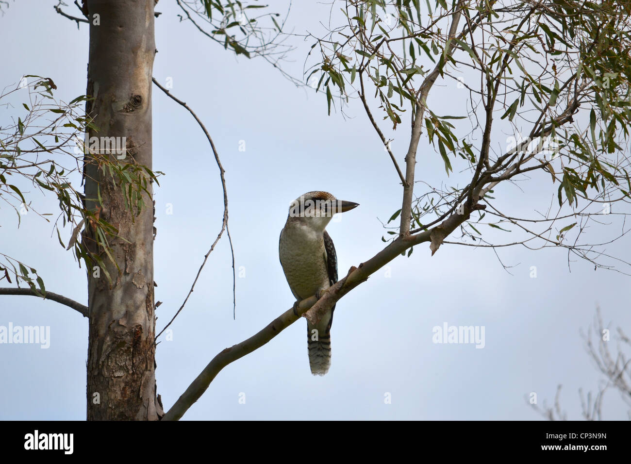 Kookaburra sitting in tree Stock Photo - Alamy